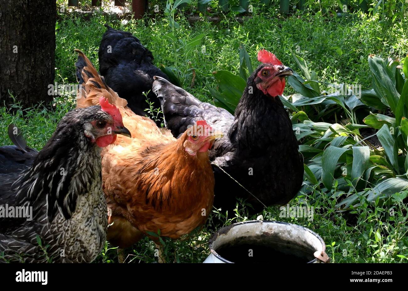 Red and black hens with red crests drink water and look into camera ...
