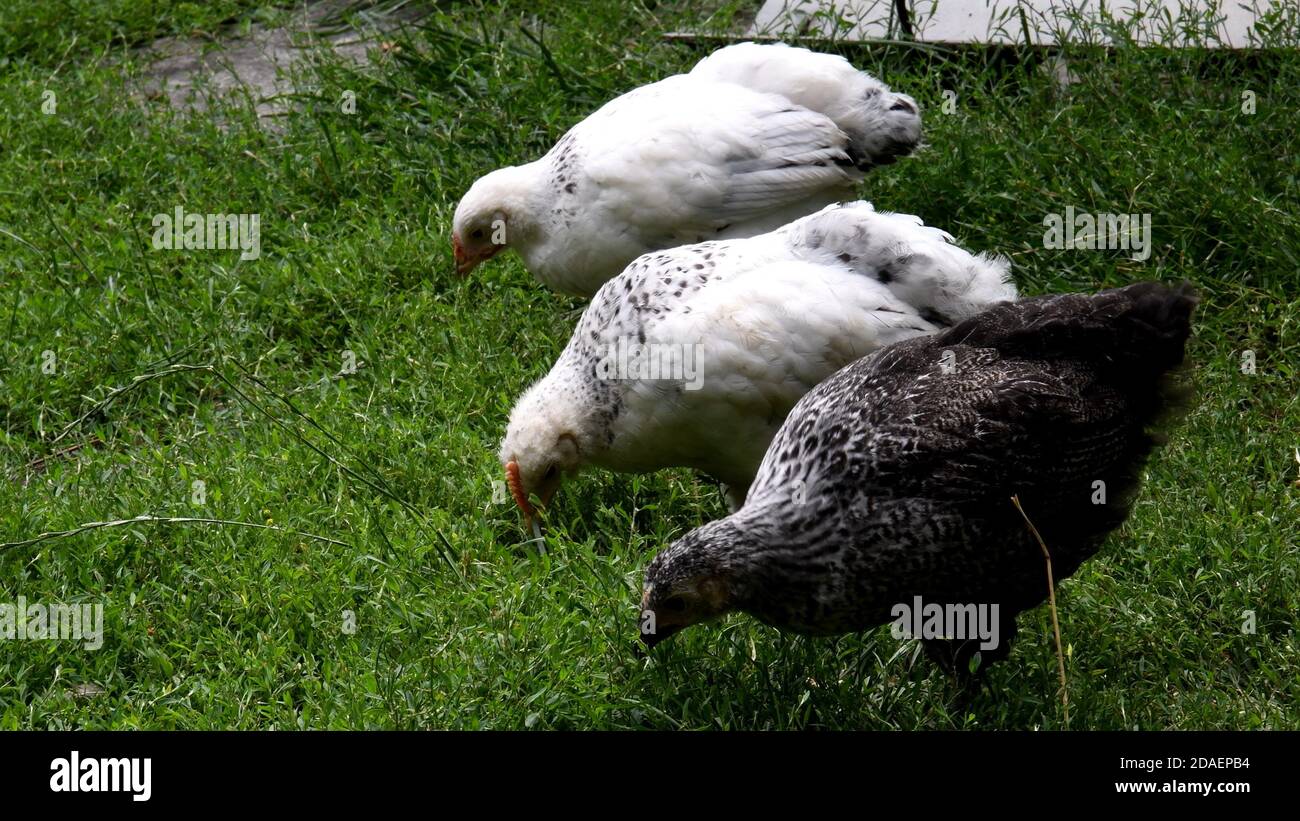 White and spotted chicks nibble fresh green grass from farm lawn ...