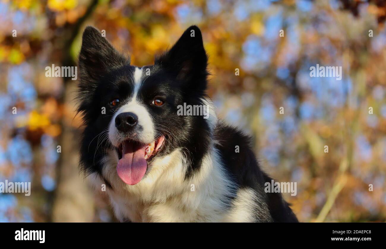 Close-up of Border Collie Head with Tongue Out in Sunny Autumn Forest ...