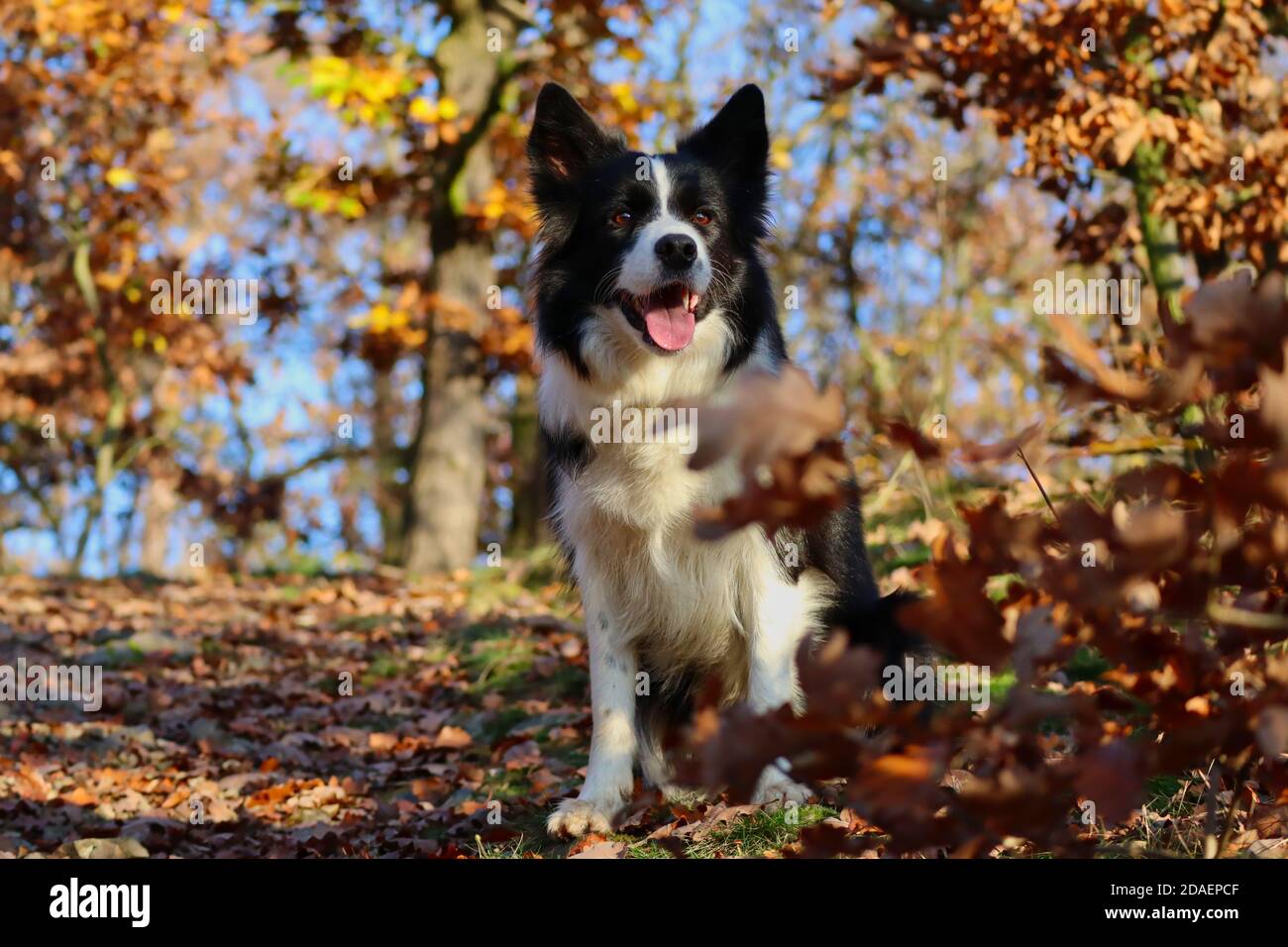 Fall in nature hi-res stock photography and images - Alamy