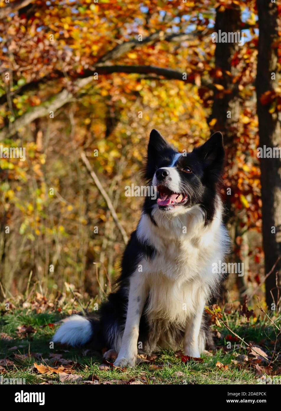 Adorable Border Collie Smiles in Sunny Autumn Forest. Cute Black and ...