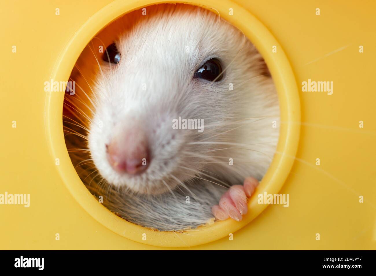 Closeup of funny white domestic rat with long whiskers sitting in ...