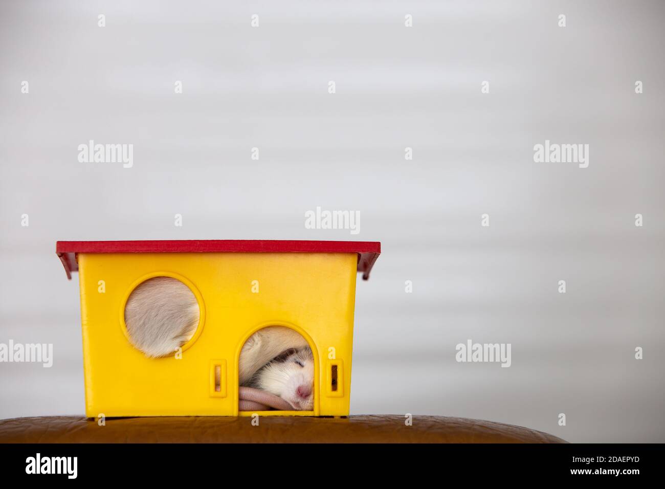 Closeup of funny white domestic rat with long whiskers sleeping in ...