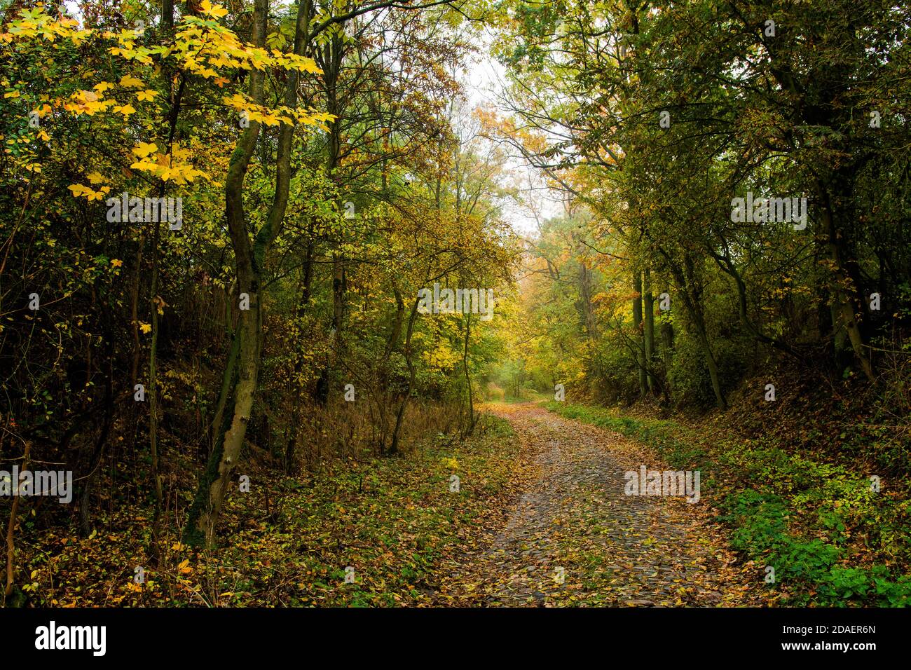 Old path in the woods. Autumn season Stock Photo - Alamy
