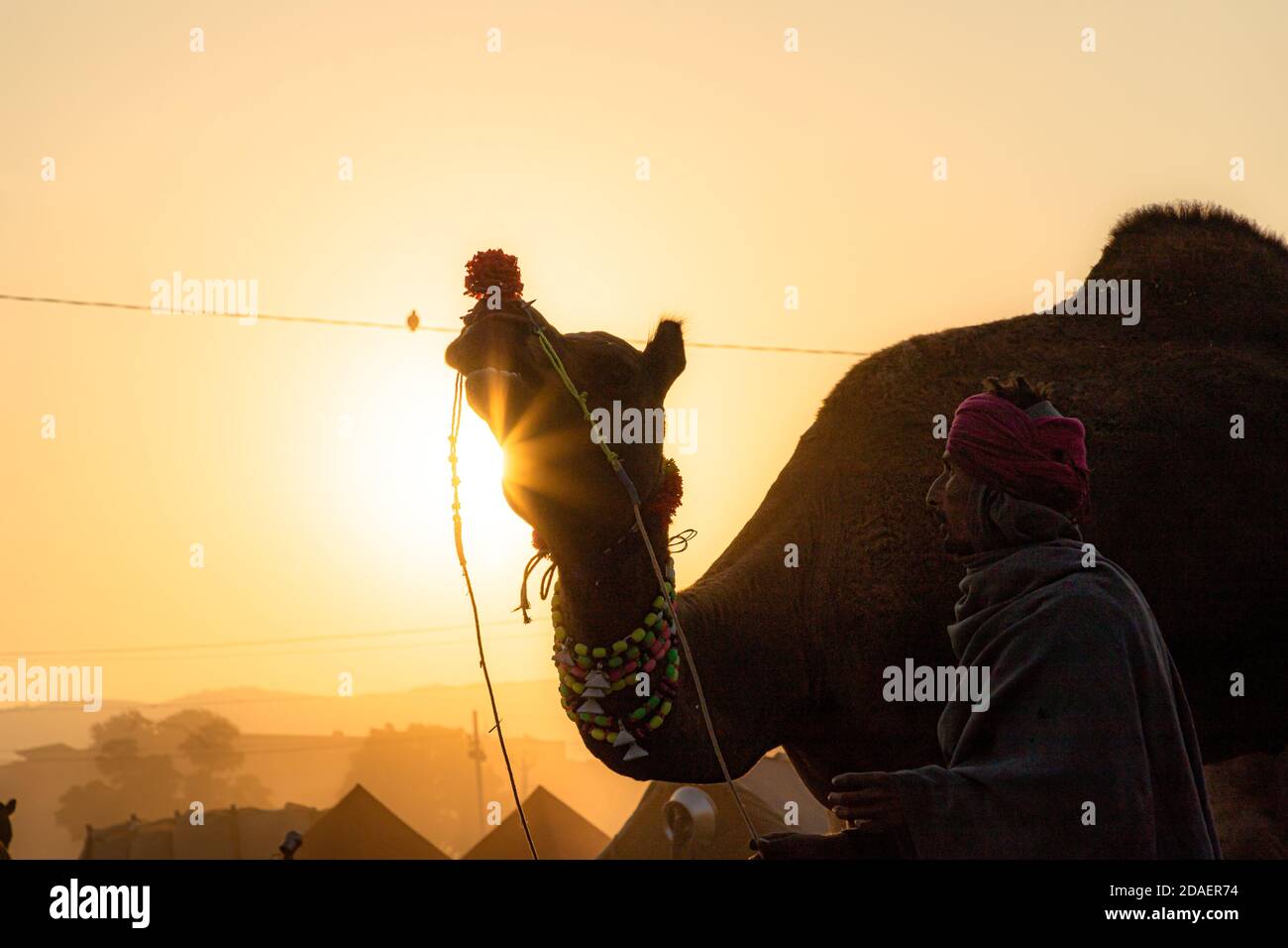 Camels caravan silhouette hi-res stock photography and images - Alamy