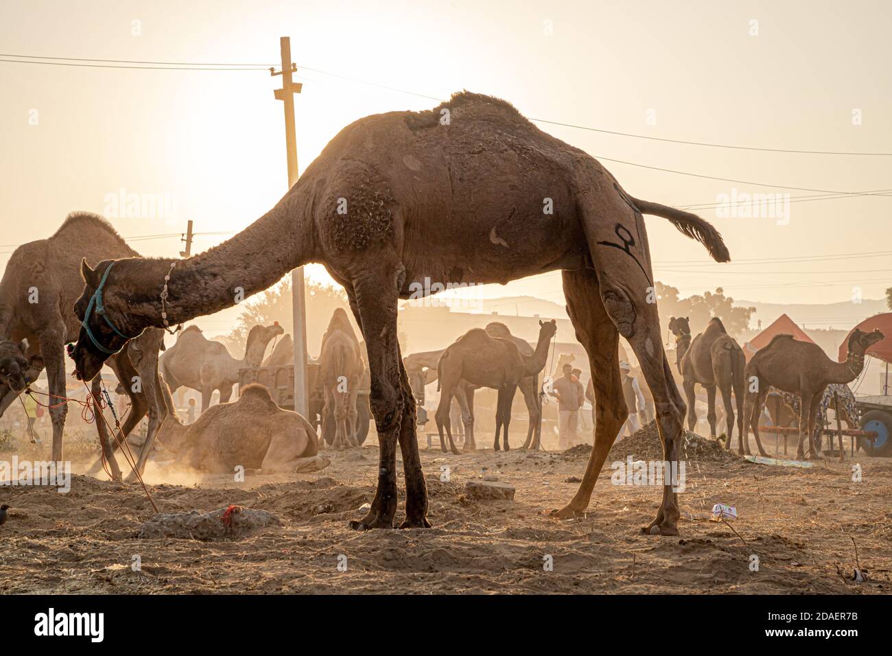 Camel standing in front traditional hi-res stock photography and images ...