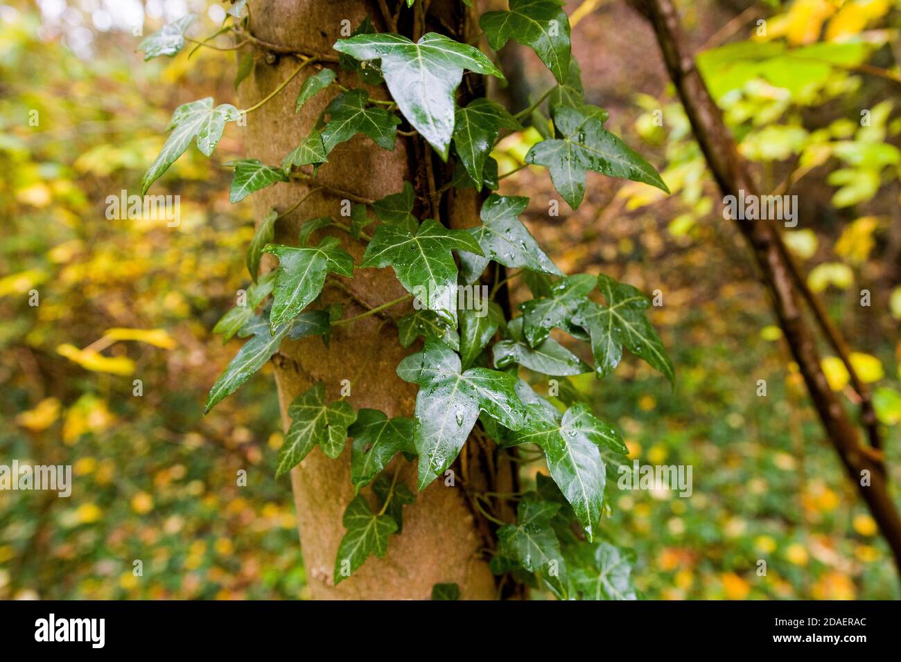Old plants and parks hi-res stock photography and images - Alamy