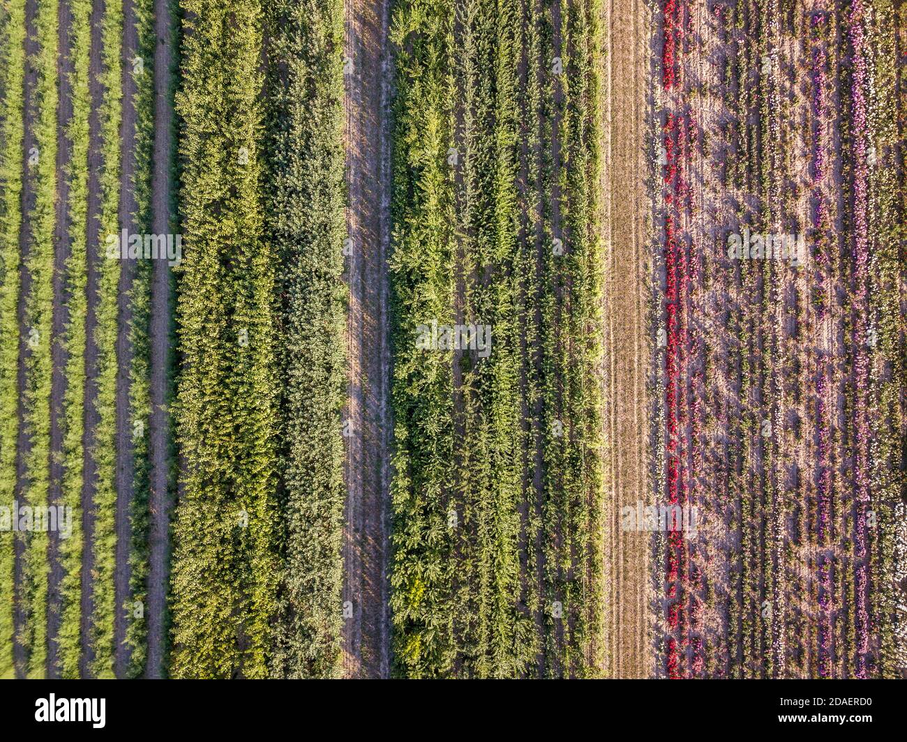 Aerial drone image of fields with diverse crop growth based on ...