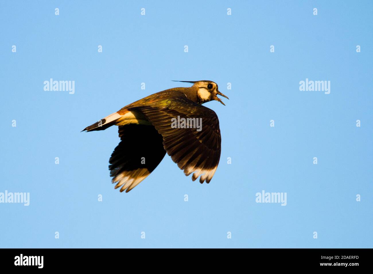 Lapwing in the flight - portrait of the lapwing Stock Photo - Alamy