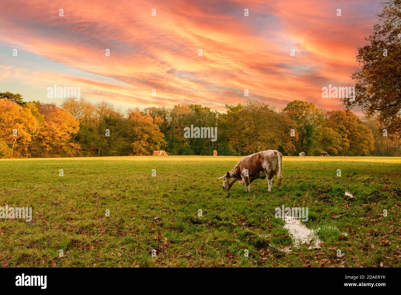 Cow herd in the sunset Stock Photo - Alamy