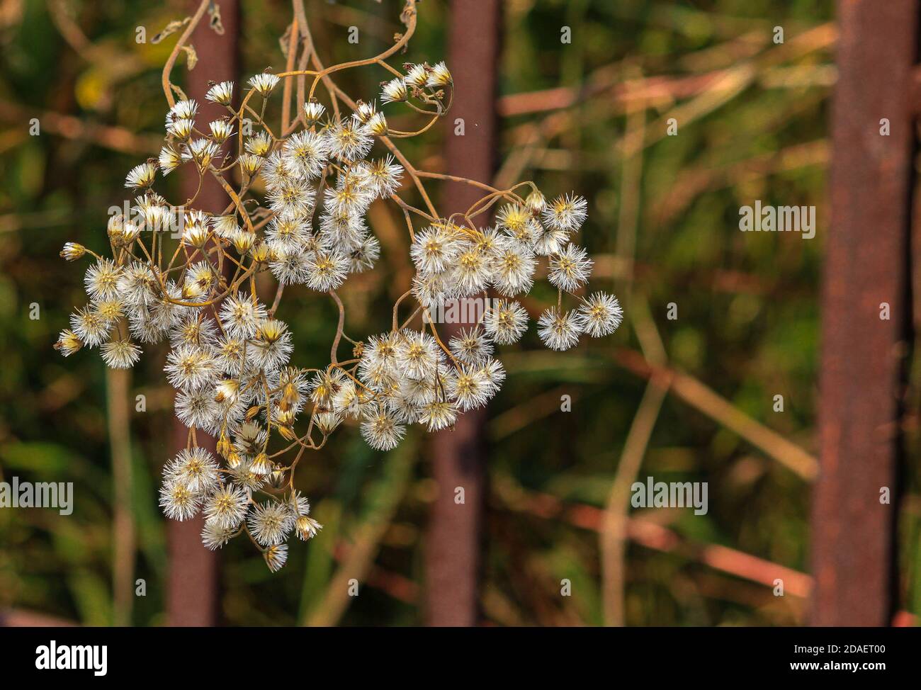Stringy flower hi-res stock photography and images - Alamy