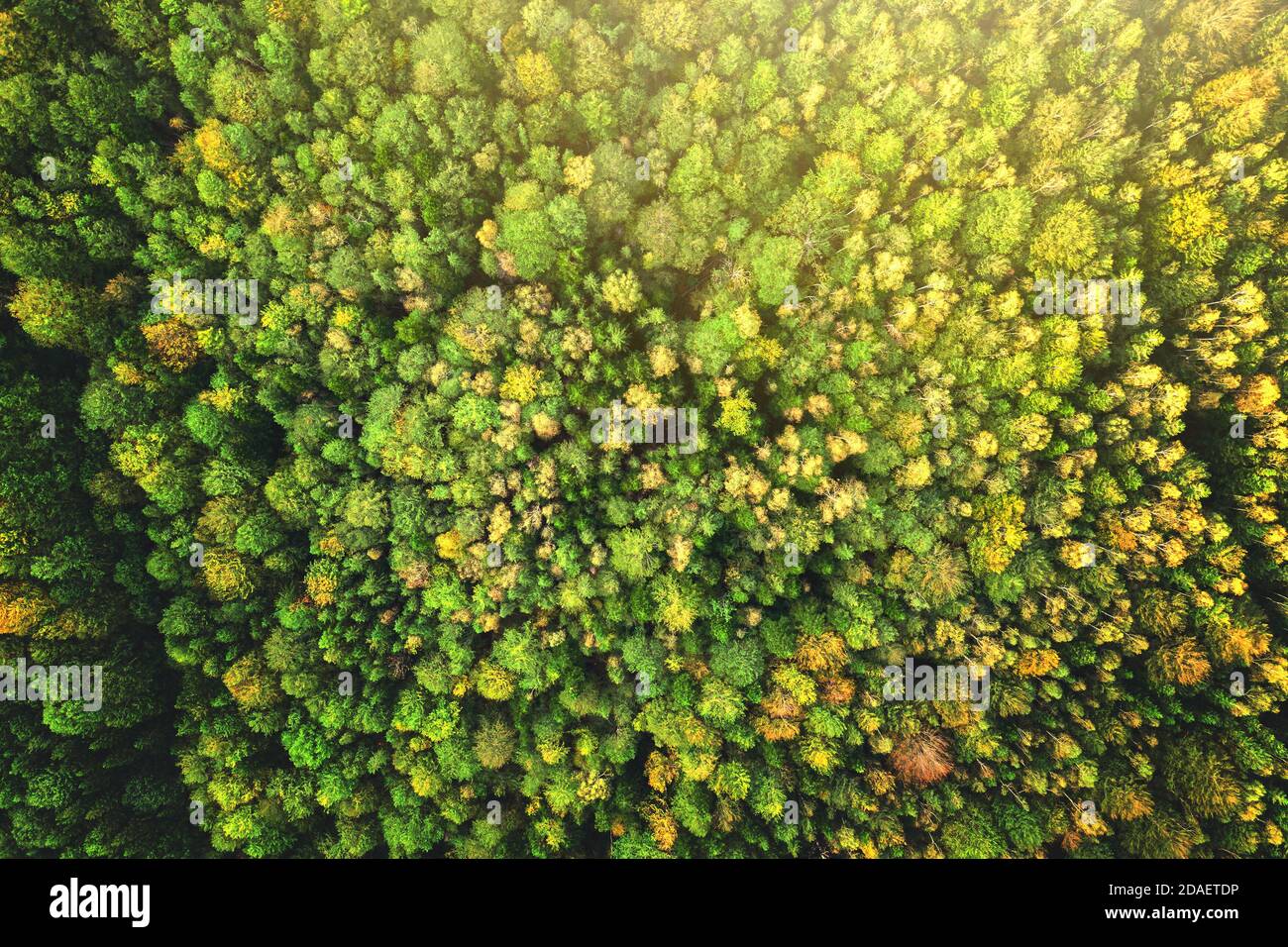 Top down aerial view of bright green spruce and yellow autumn trees in ...