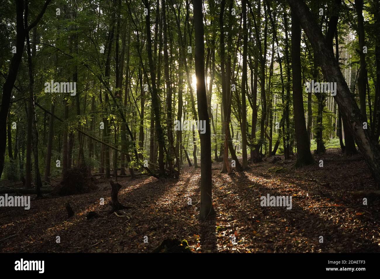 Trees in the woods Stock Photo - Alamy