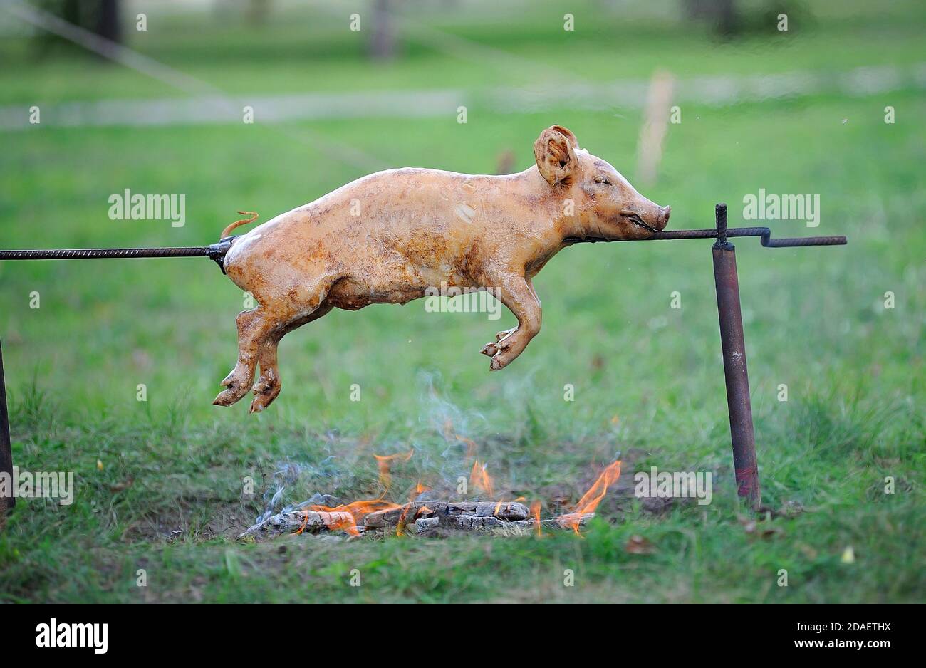 Roast pork on the spit, over fire set in the park Stock Photo - Alamy