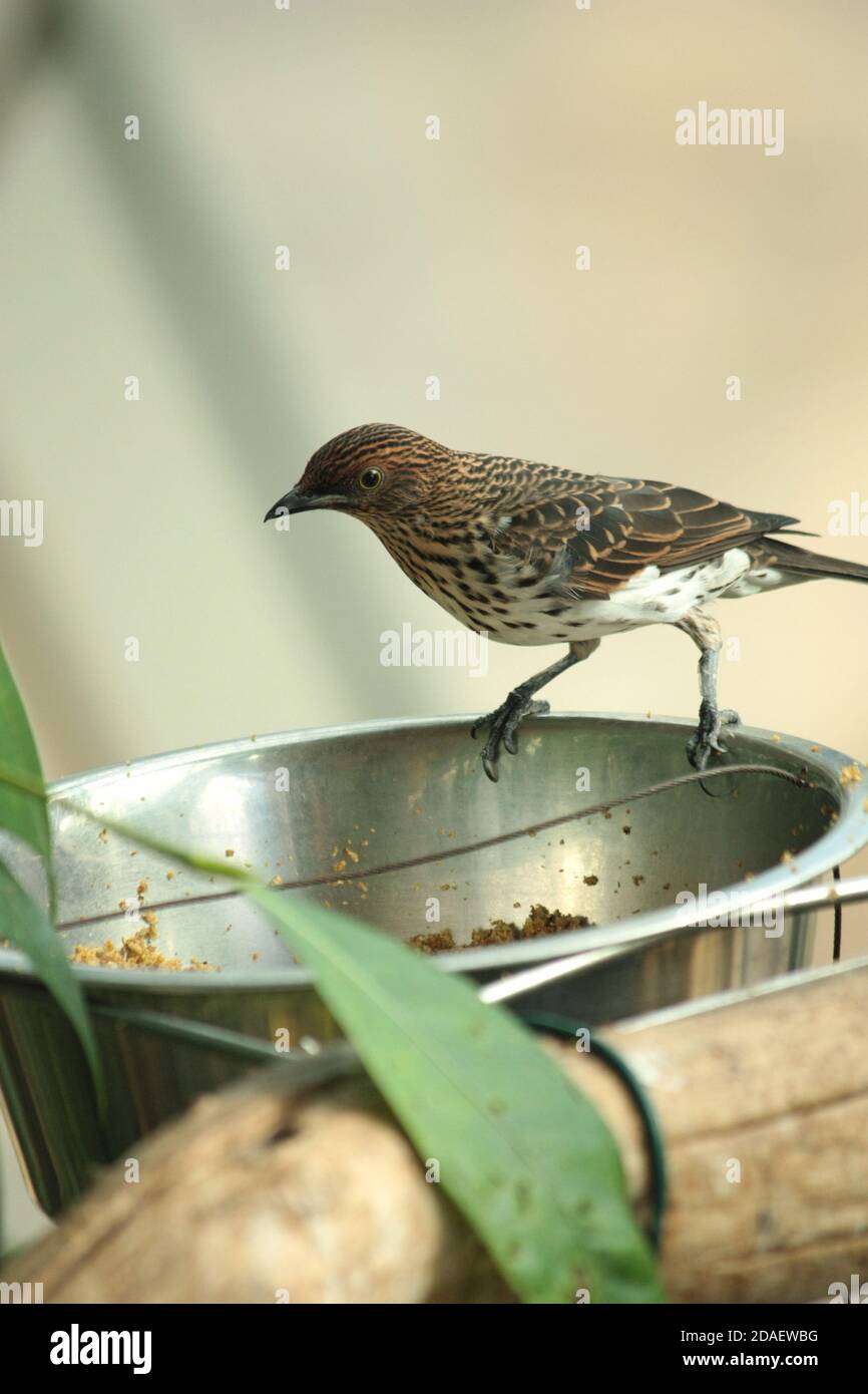 female violet backed starling at a tray with blurry background Stock ...
