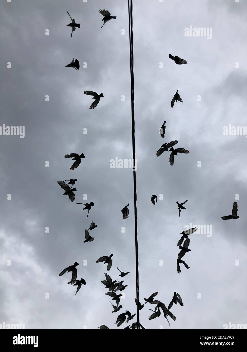 Pigeons, bird, soaring from a black wire against a grey cloudy ...