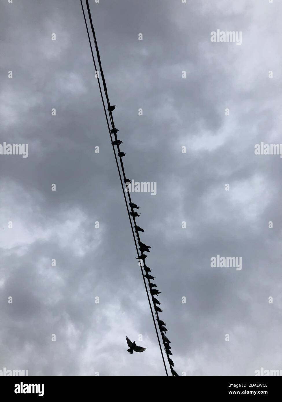 Wire formation hi-res stock photography and images - Alamy