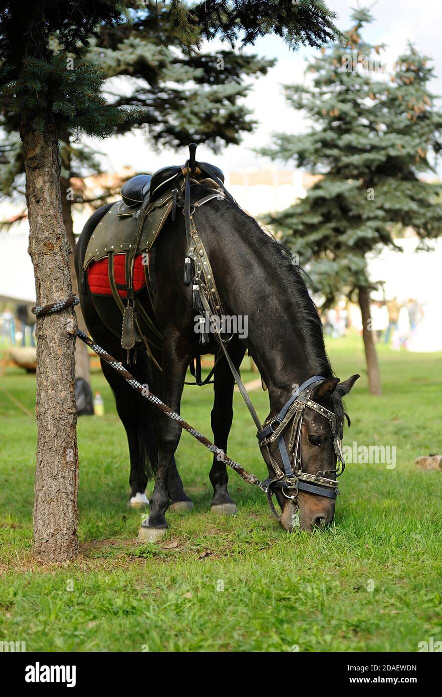 Horse tied to tree hi-res stock photography and images - Alamy
