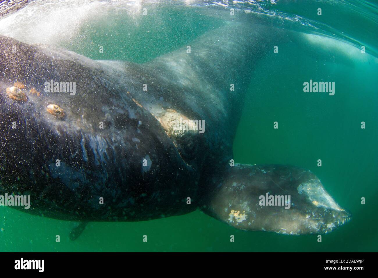 Southern Right whale Stock Photo - Alamy