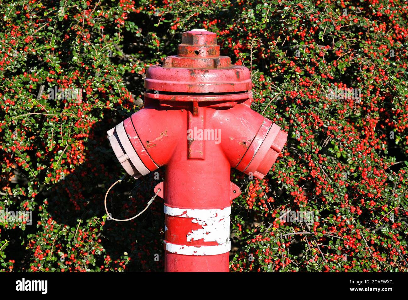 Fire hydrant in autumn time Stock Photo - Alamy