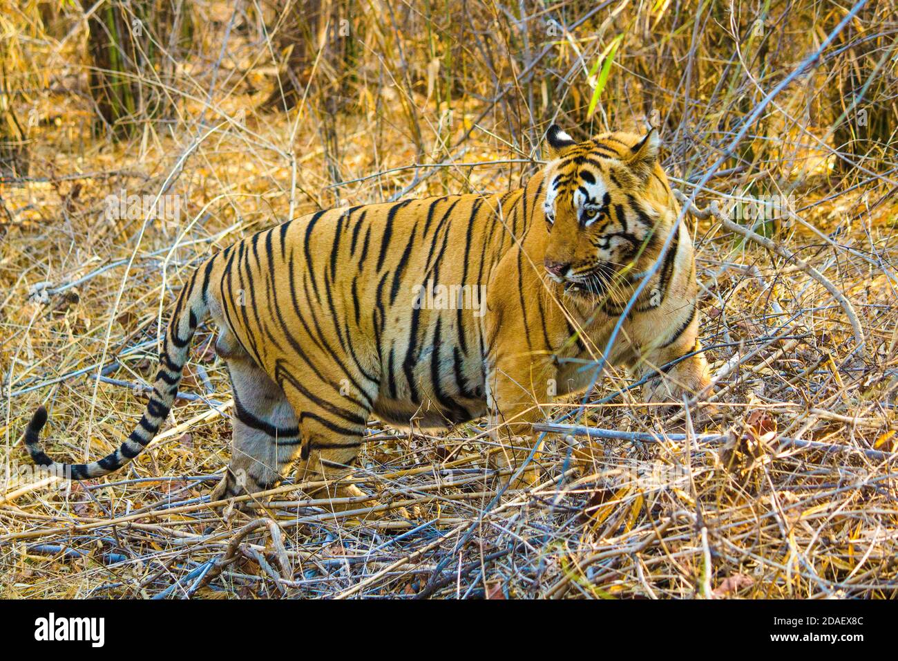 tadoba indian bengal tiger in the bush stuttered Stock Photo - Alamy