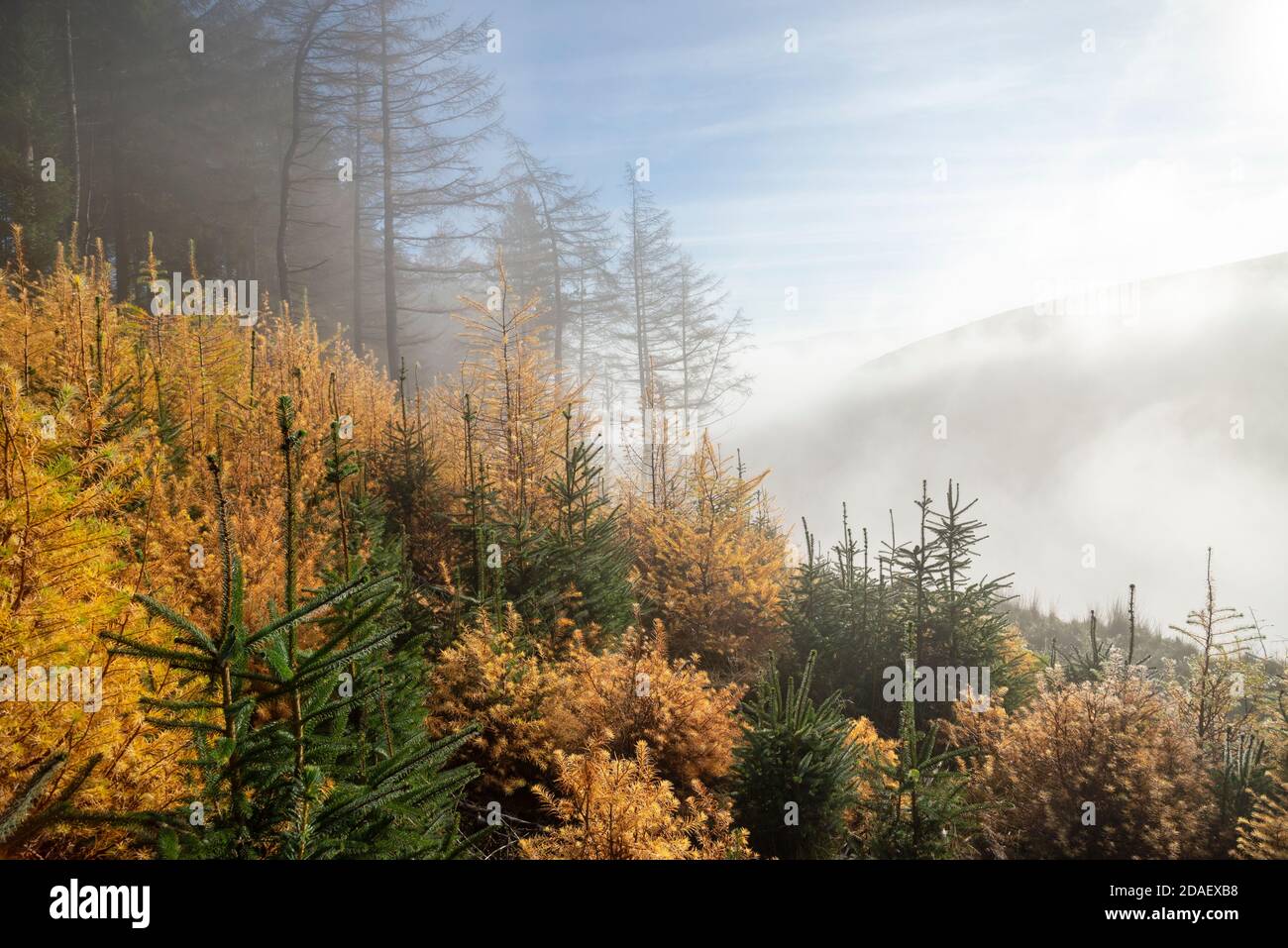 Misty autumn morning in forest at Snake Woodlands, Peak District ...