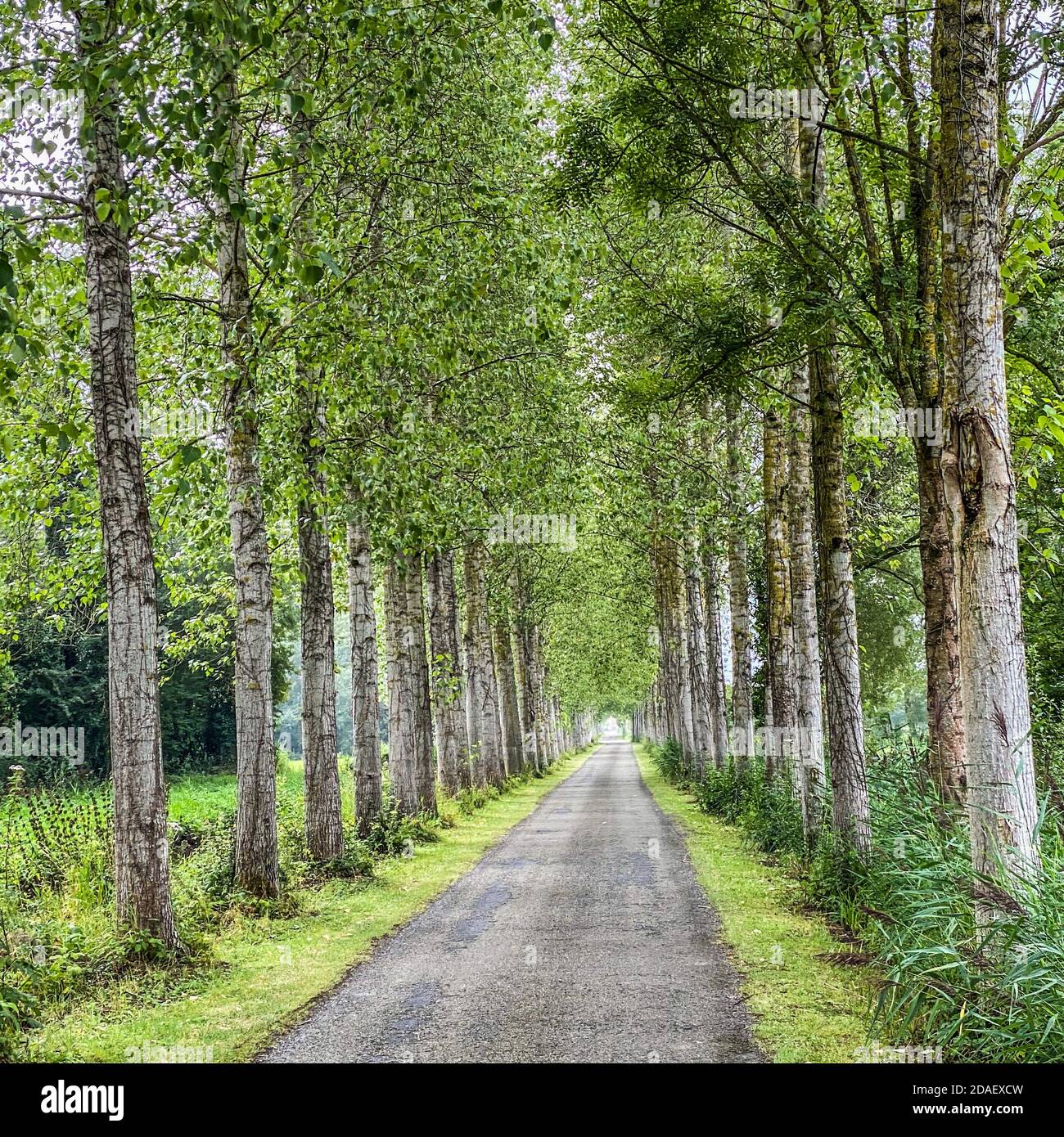 Small road passing through alley of trees in France, Noyelles-sur-Mer ...