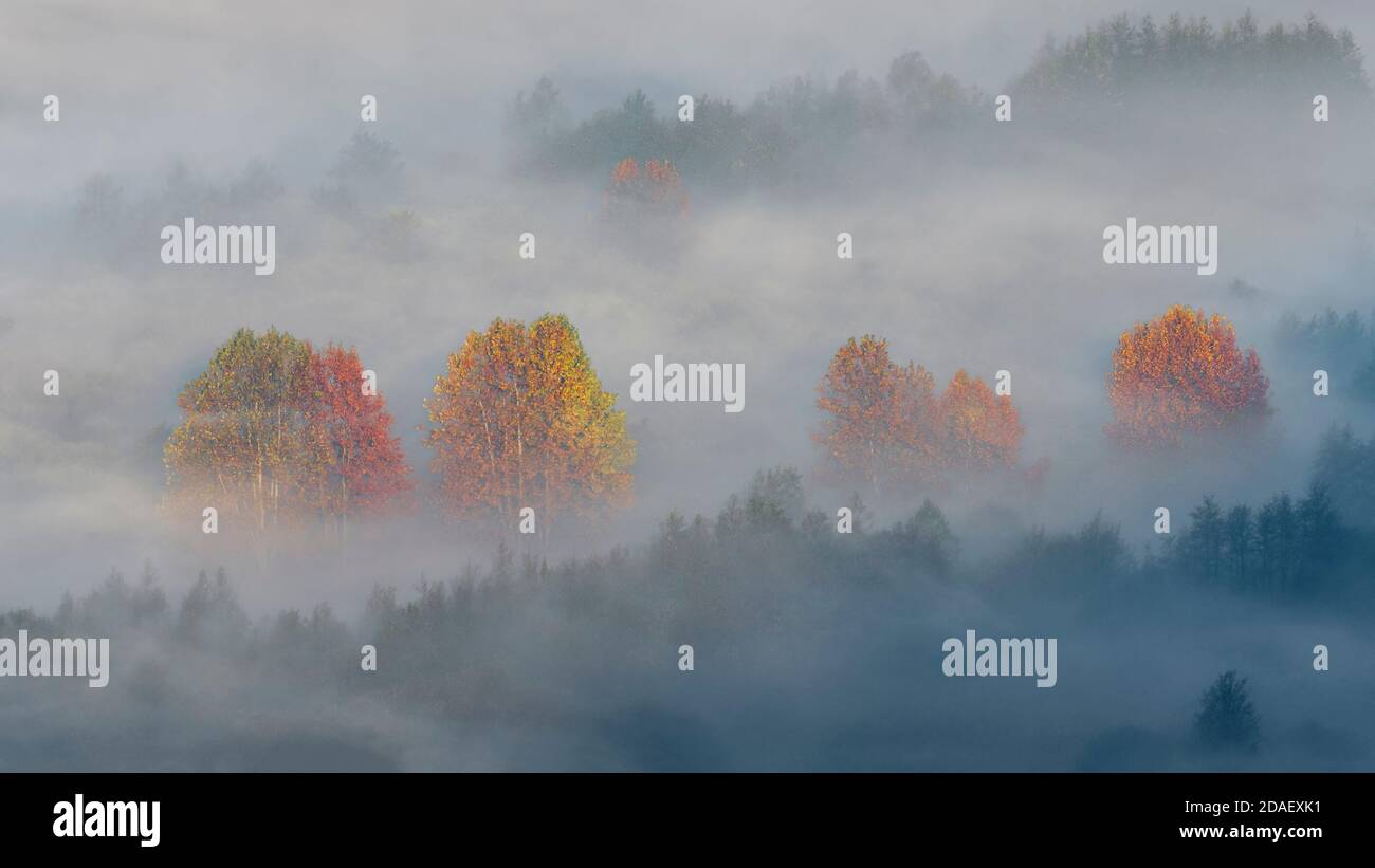 The first ray of sun illuminates the autumn forest Stock Photo - Alamy