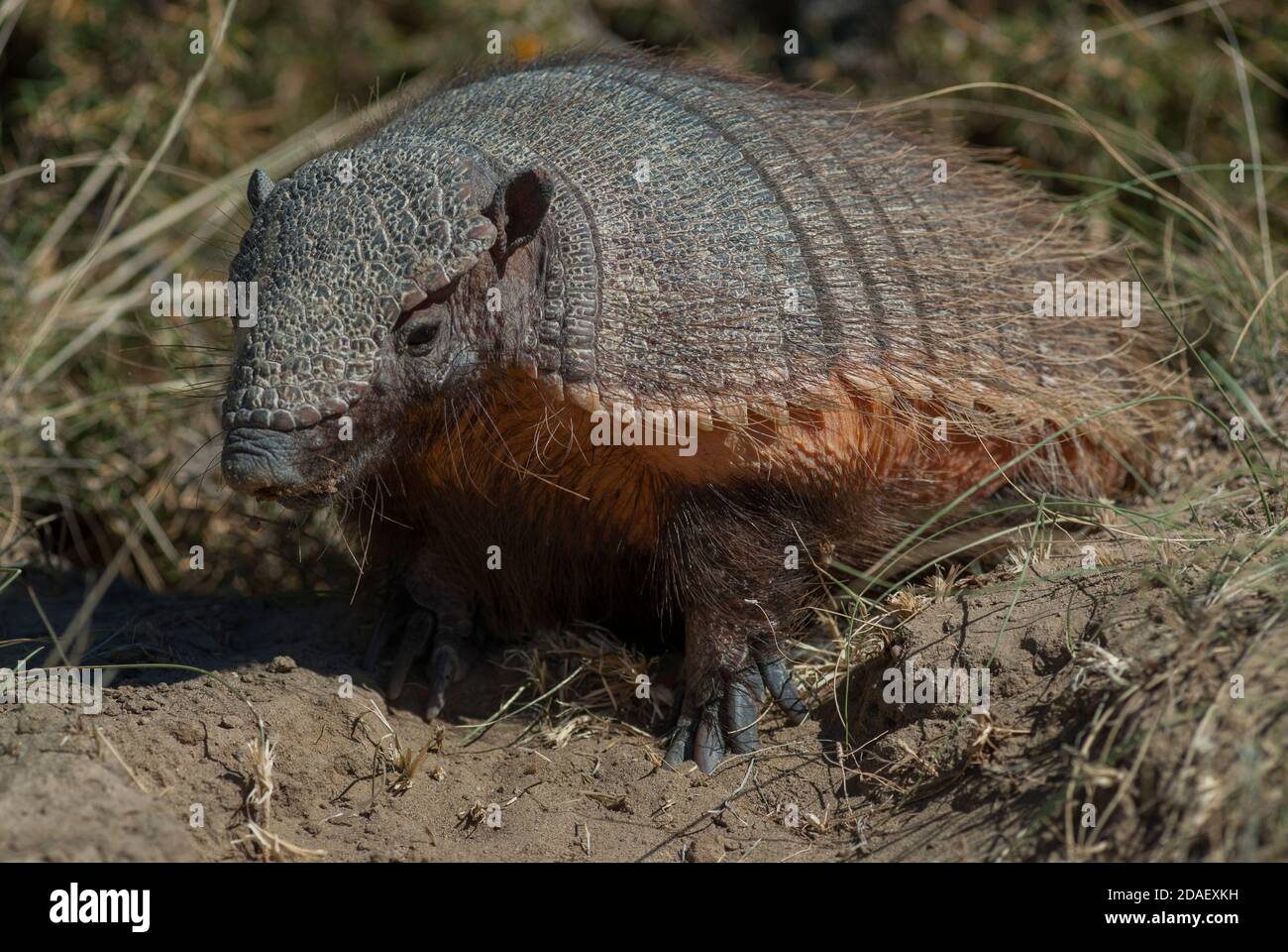 Armadillo in desert environment, Peninsula Valdes, Unesco World ...