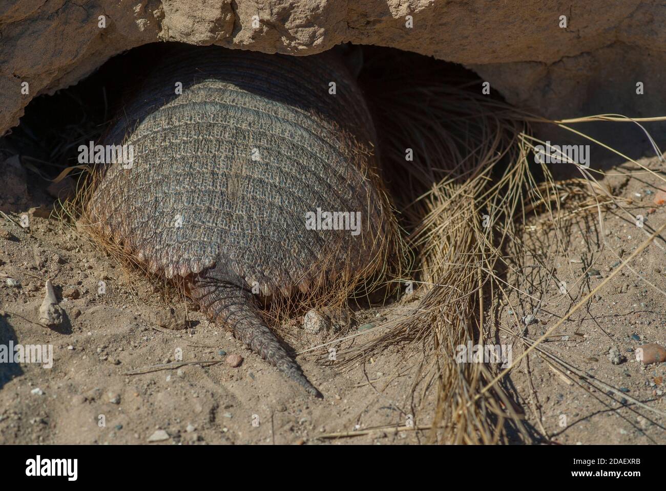 Armadillo Burrow High Resolution Stock Photography and Images - Alamy
