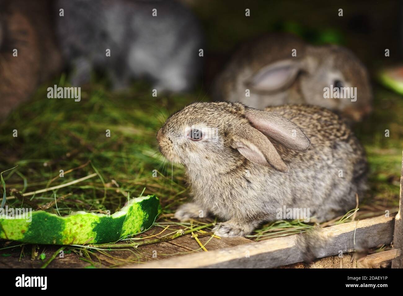 Little gray rabbit in the hayloft on the ranch. Portrait of a furry ...