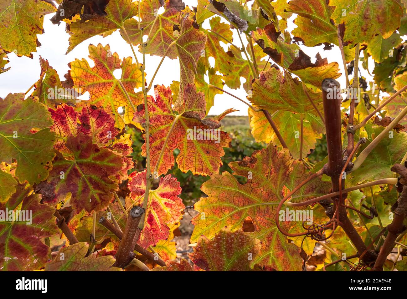 Vineyard leaves hi-res stock photography and images - Alamy