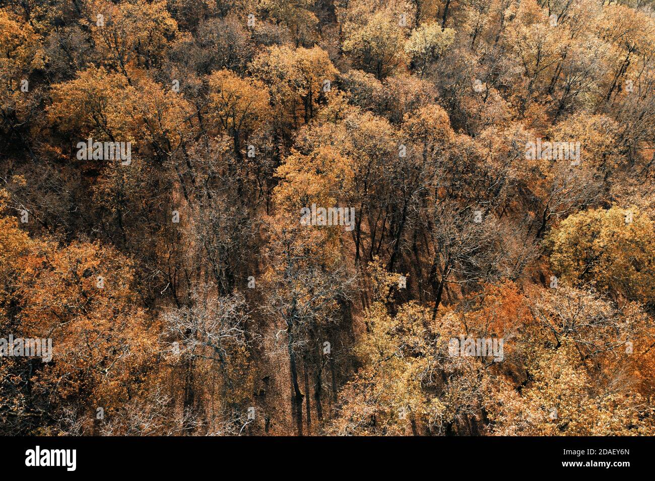 Aerial view of autumn trees Stock Photo - Alamy