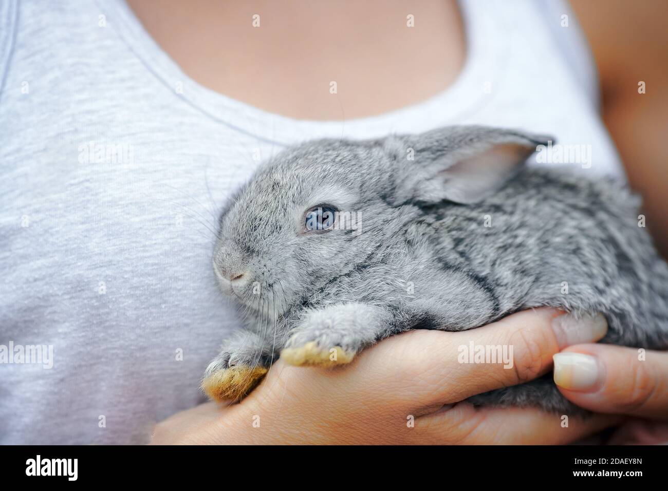 Fluffy bunny hi-res stock photography and images - Alamy