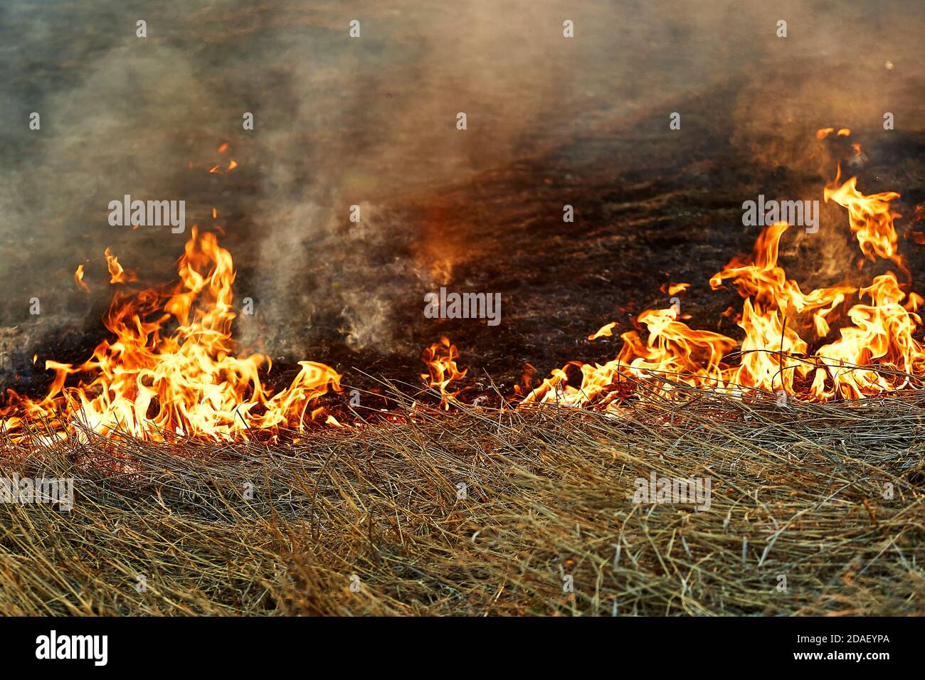 Open flame. Burning dry grass in the field. Extreme disaster and forest ...