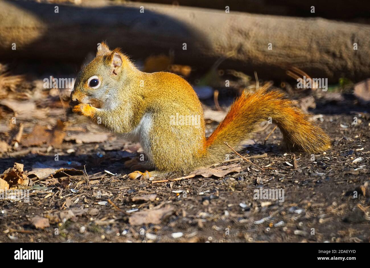 News animals squirrel hi-res stock photography and images - Alamy