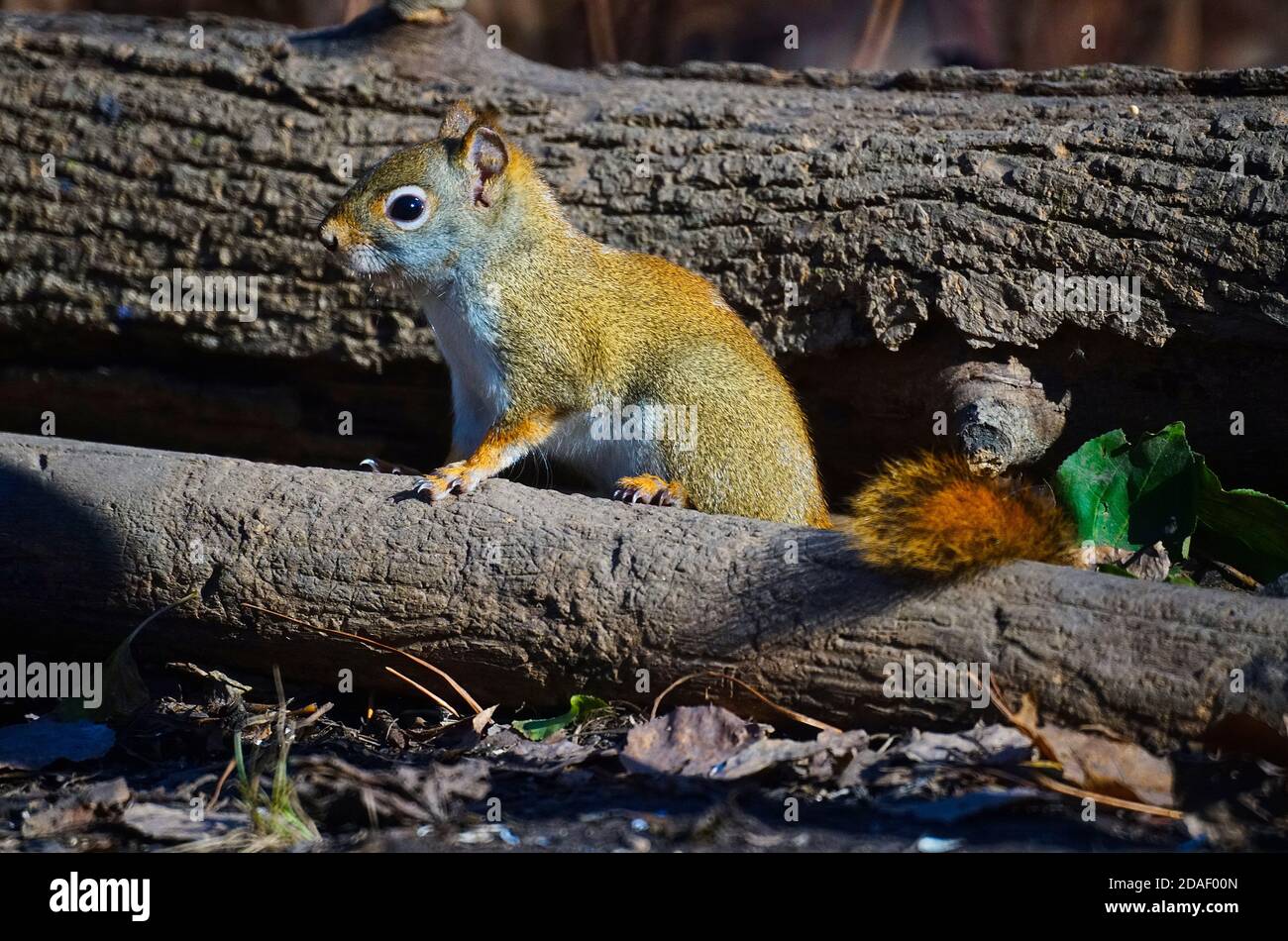 Montreal,Quebec,Canada,November 5, 2020.Red squirrel in the forest ...