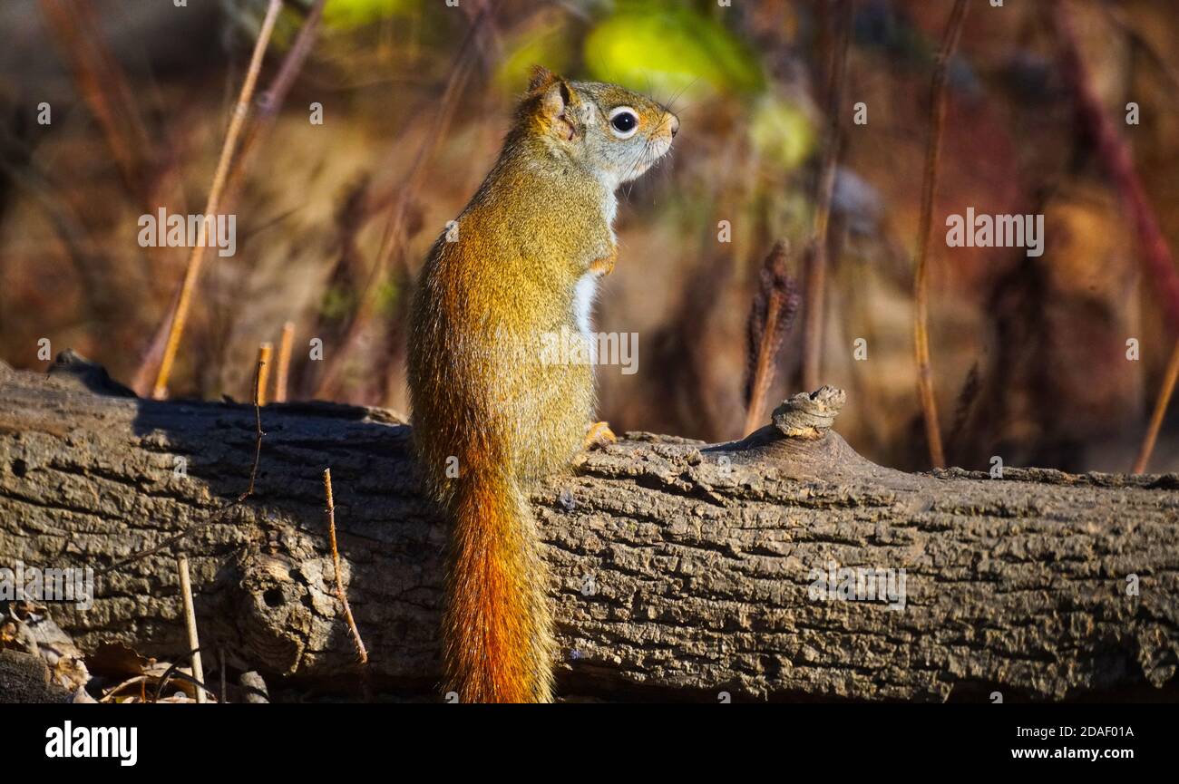 Squirrel forest hi-res stock photography and images - Alamy
