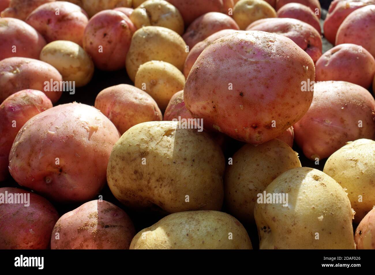 A lot of clean and large potatoes of the new crop. Farmer's natural ...