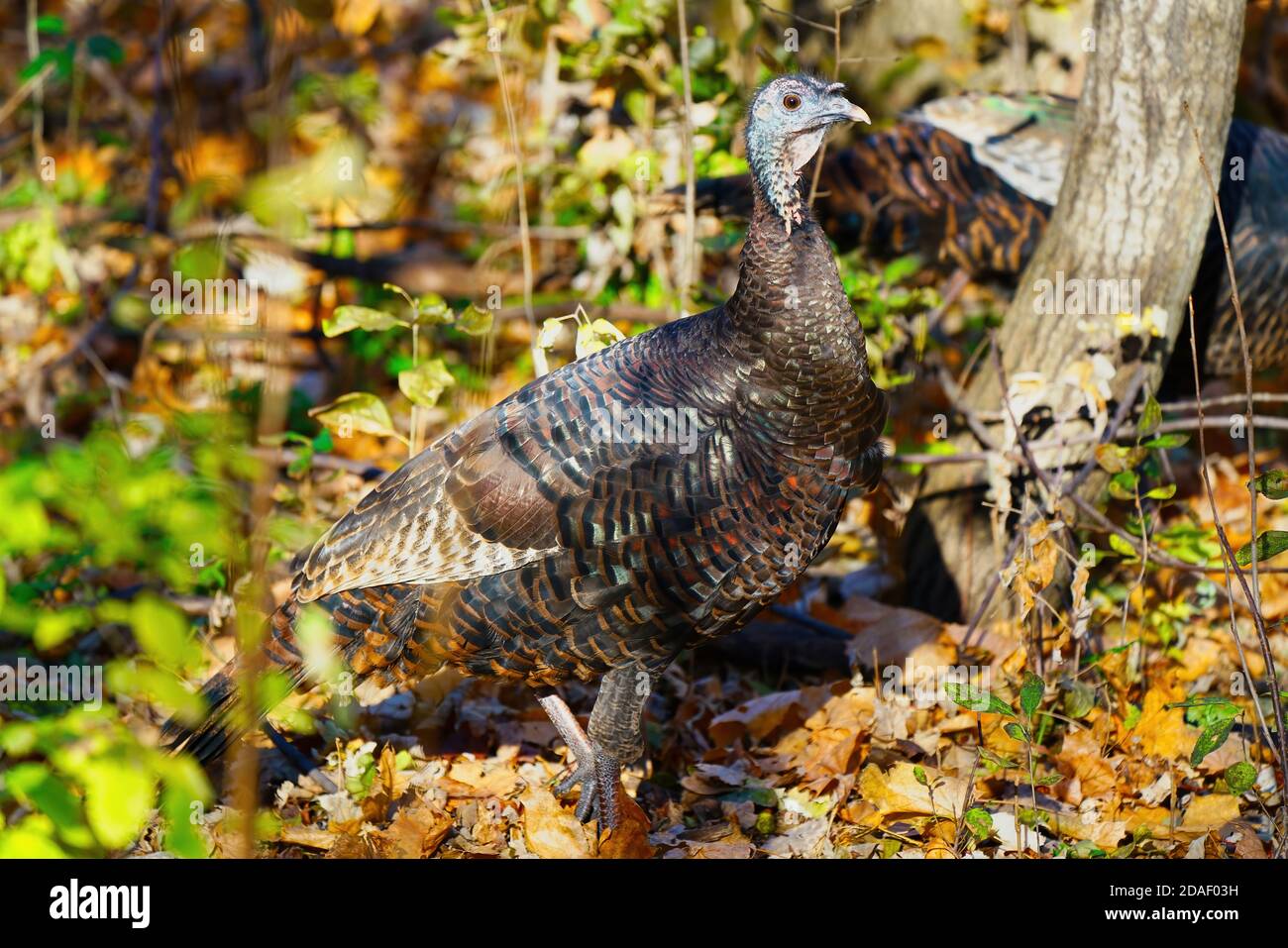 Montreal,Quebec,Canada,November 10, 2020.Wild turkey in the forest ...