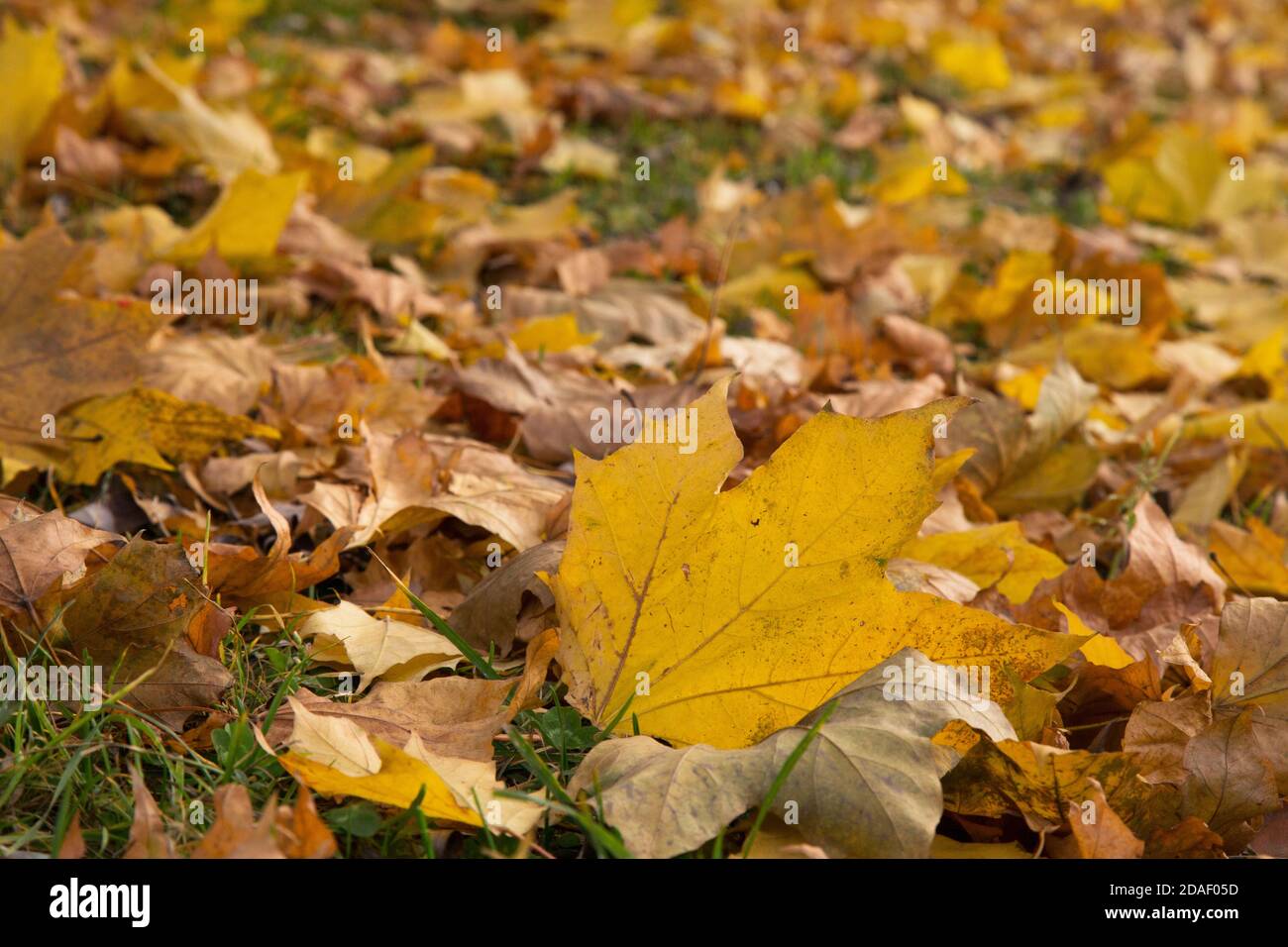 Yellow october garden plant hi-res stock photography and images - Alamy