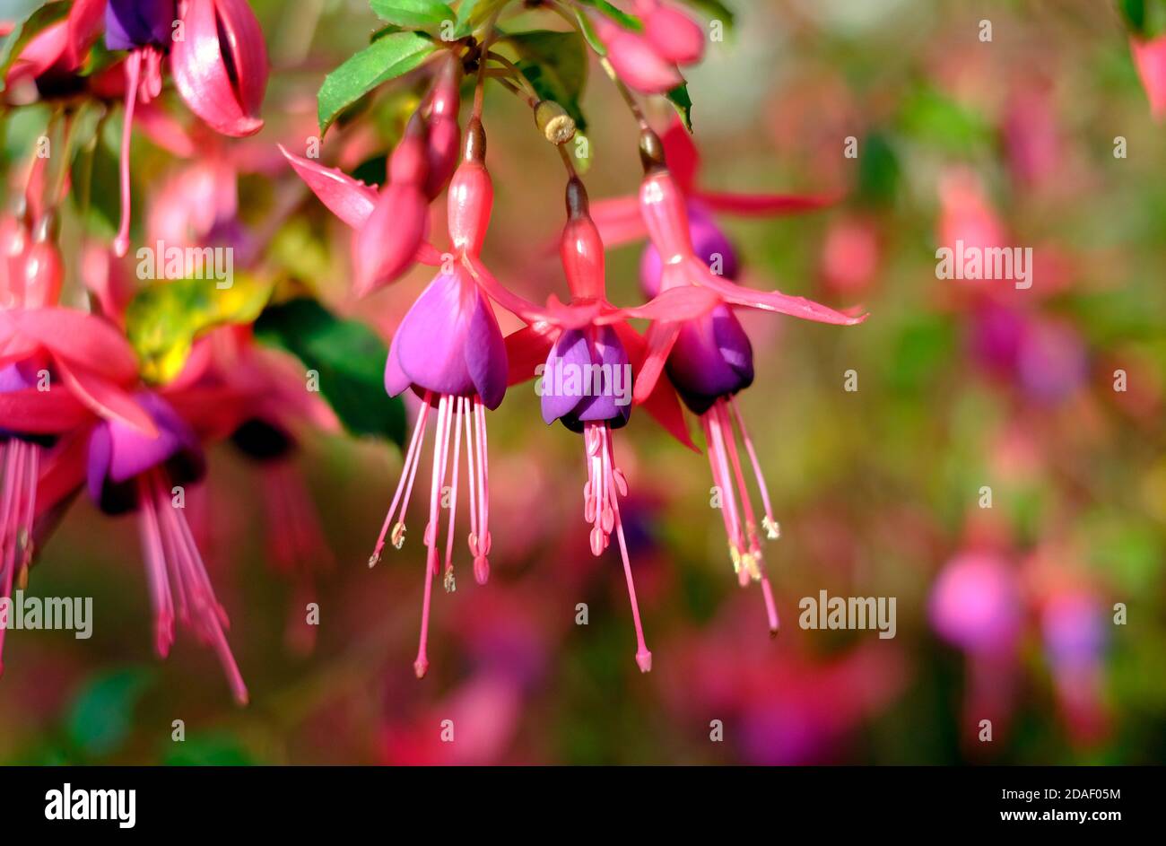 flowering fuchsia genii flowers in an english garden, norfolk, england ...