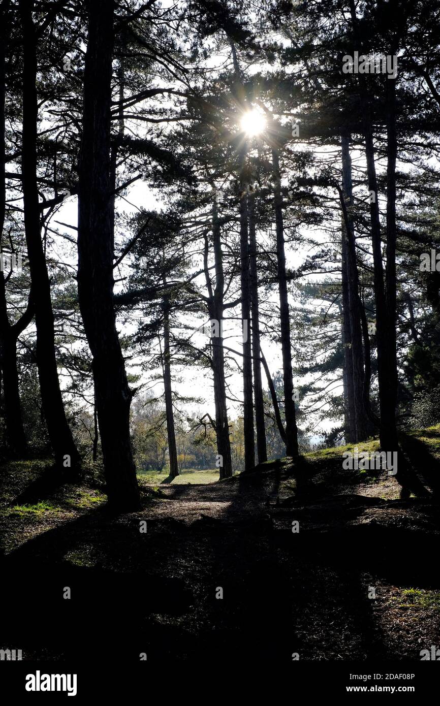 Norfolk pine trees hi-res stock photography and images - Alamy