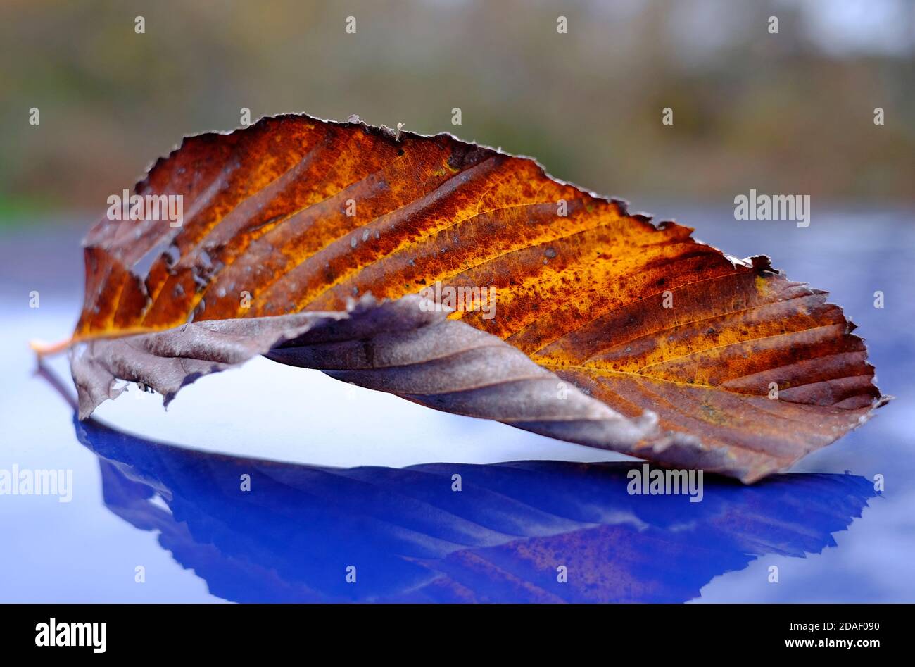 Car on roof hi-res stock photography and images - Alamy
