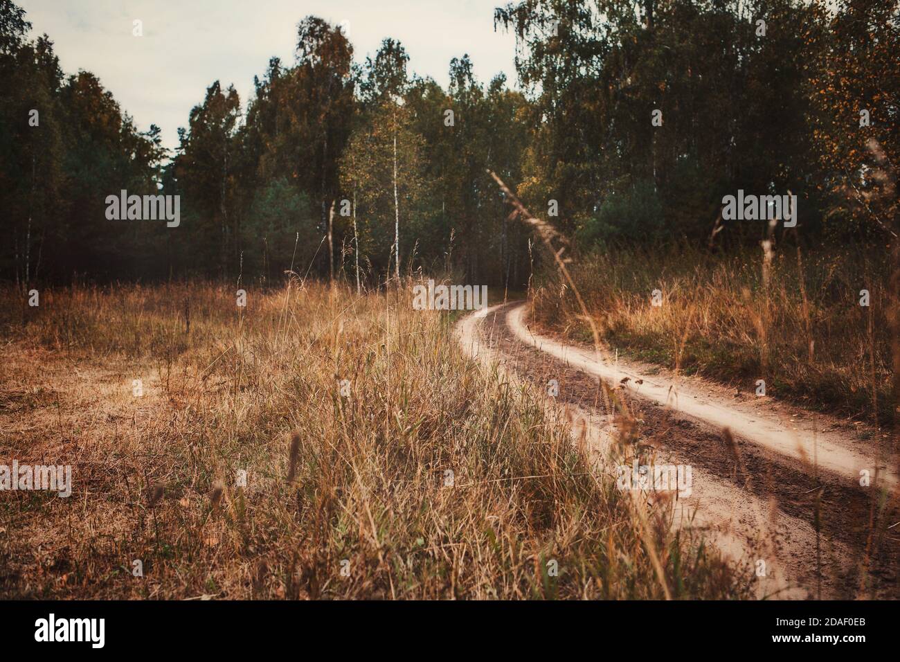 Rough forest road hi-res stock photography and images - Alamy
