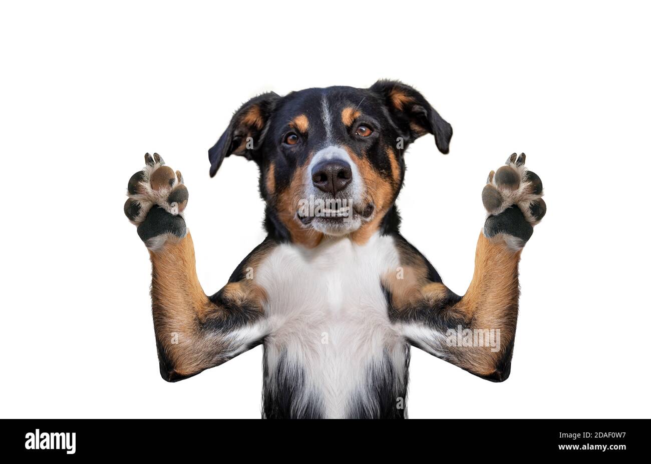 Hello goodbye high five dog hands up, appenzeller sennenhund Stock ...