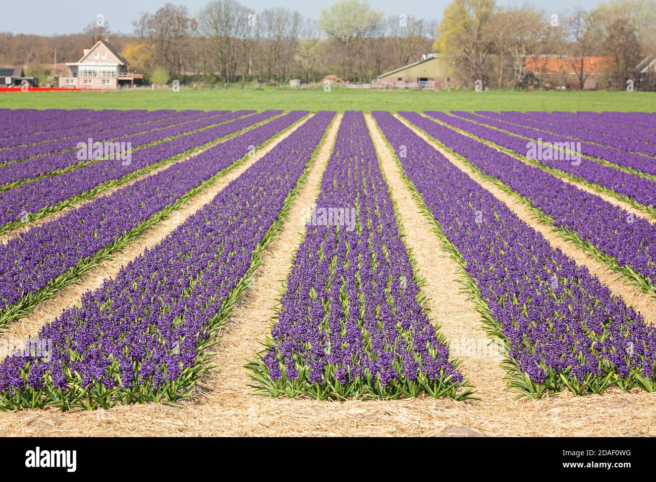Flower field with purple hyacinths. Beautiful spring landscape in the ...