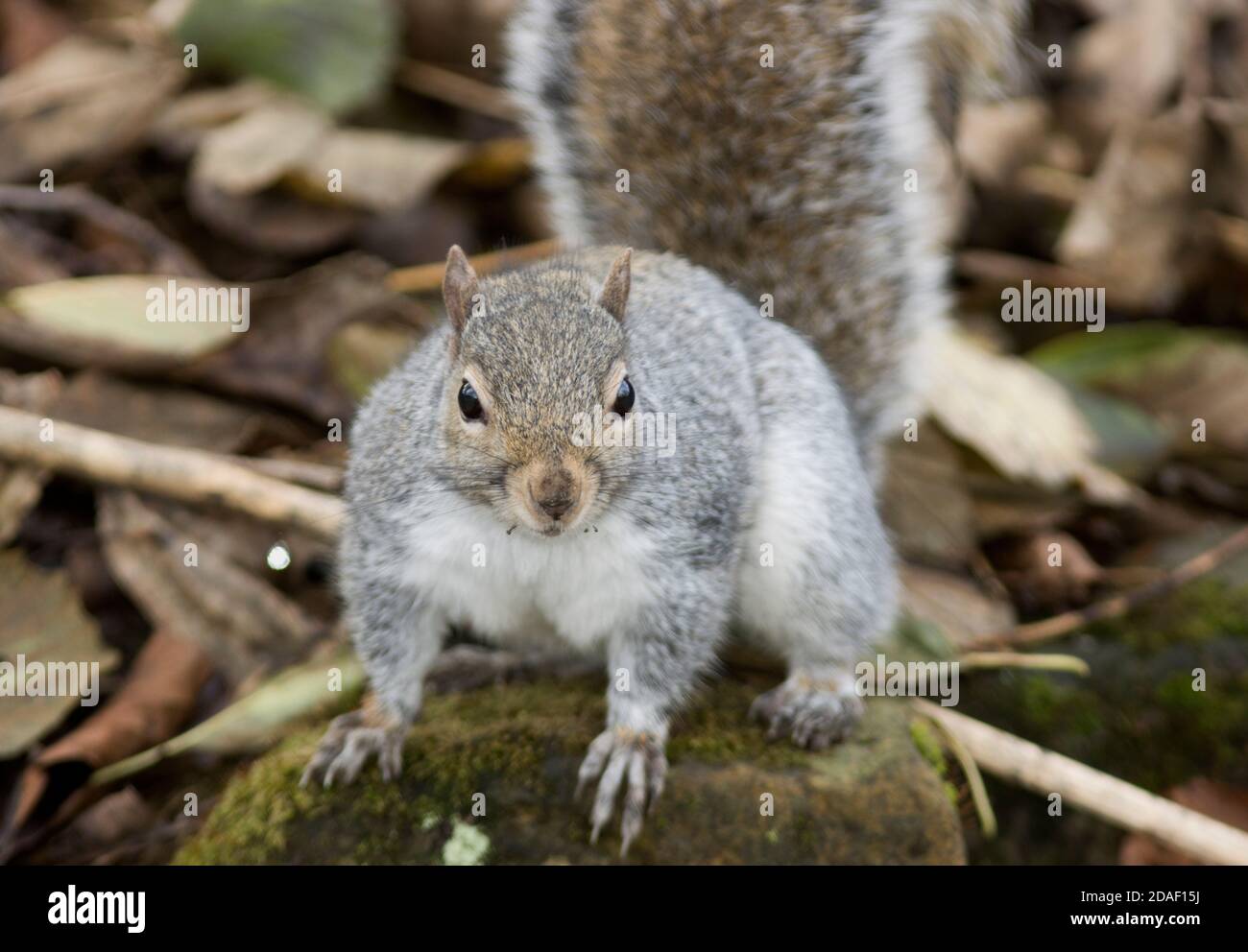 A Grey squirrel caught in the act of searching for food in autumn. The ...