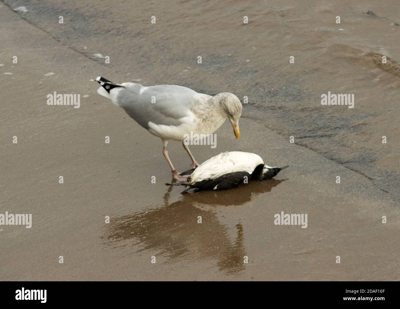 The Herring Gull is a large seabird with a highly varied diet. Here one ...