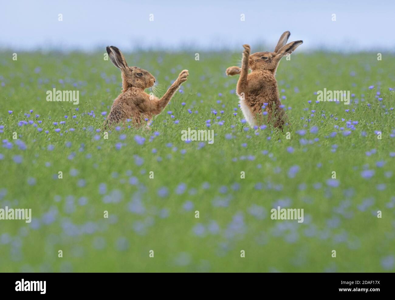 Boxing Hares High Resolution Stock Photography and Images - Alamy